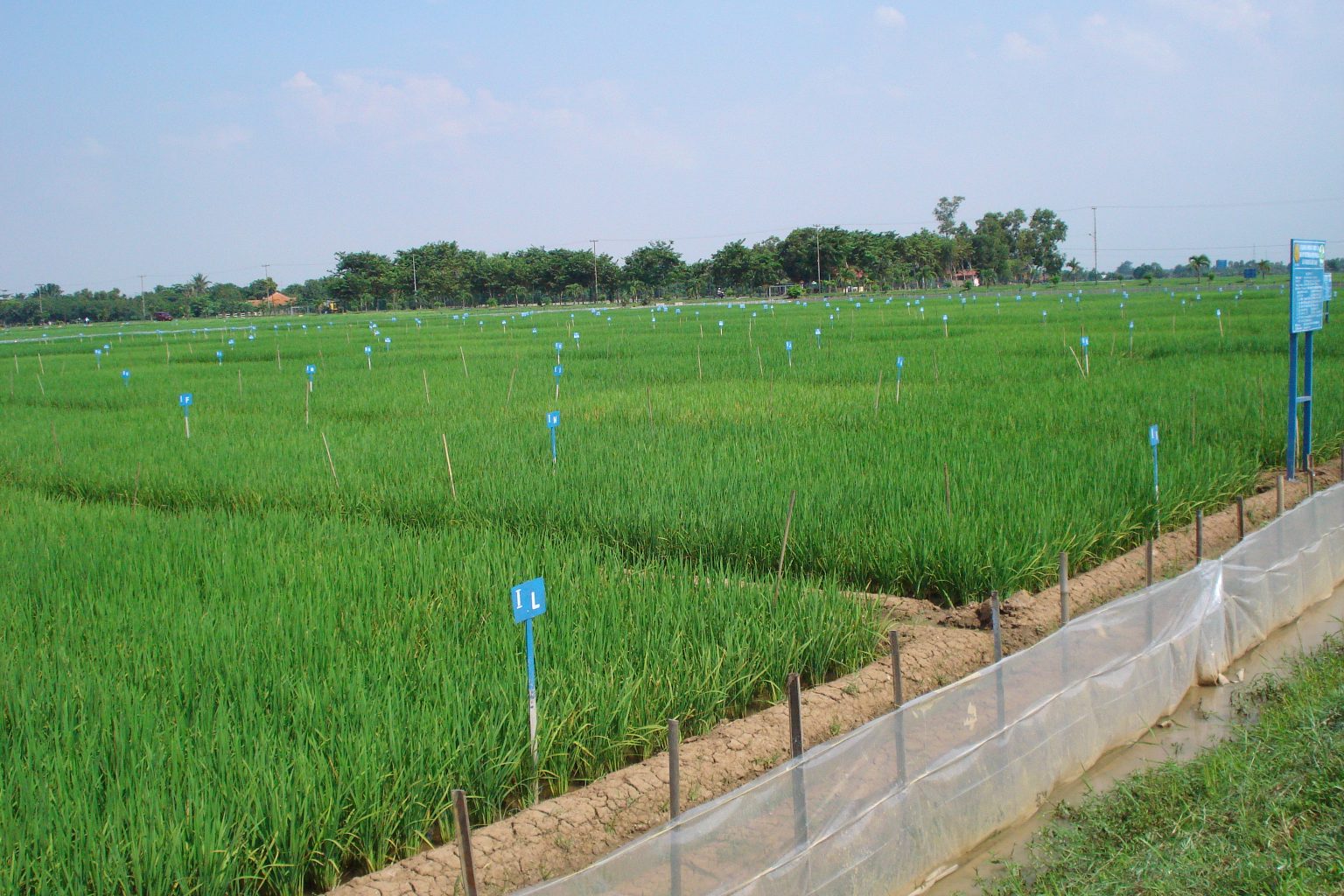 Demplot Padi Jawa Barat – Green planet