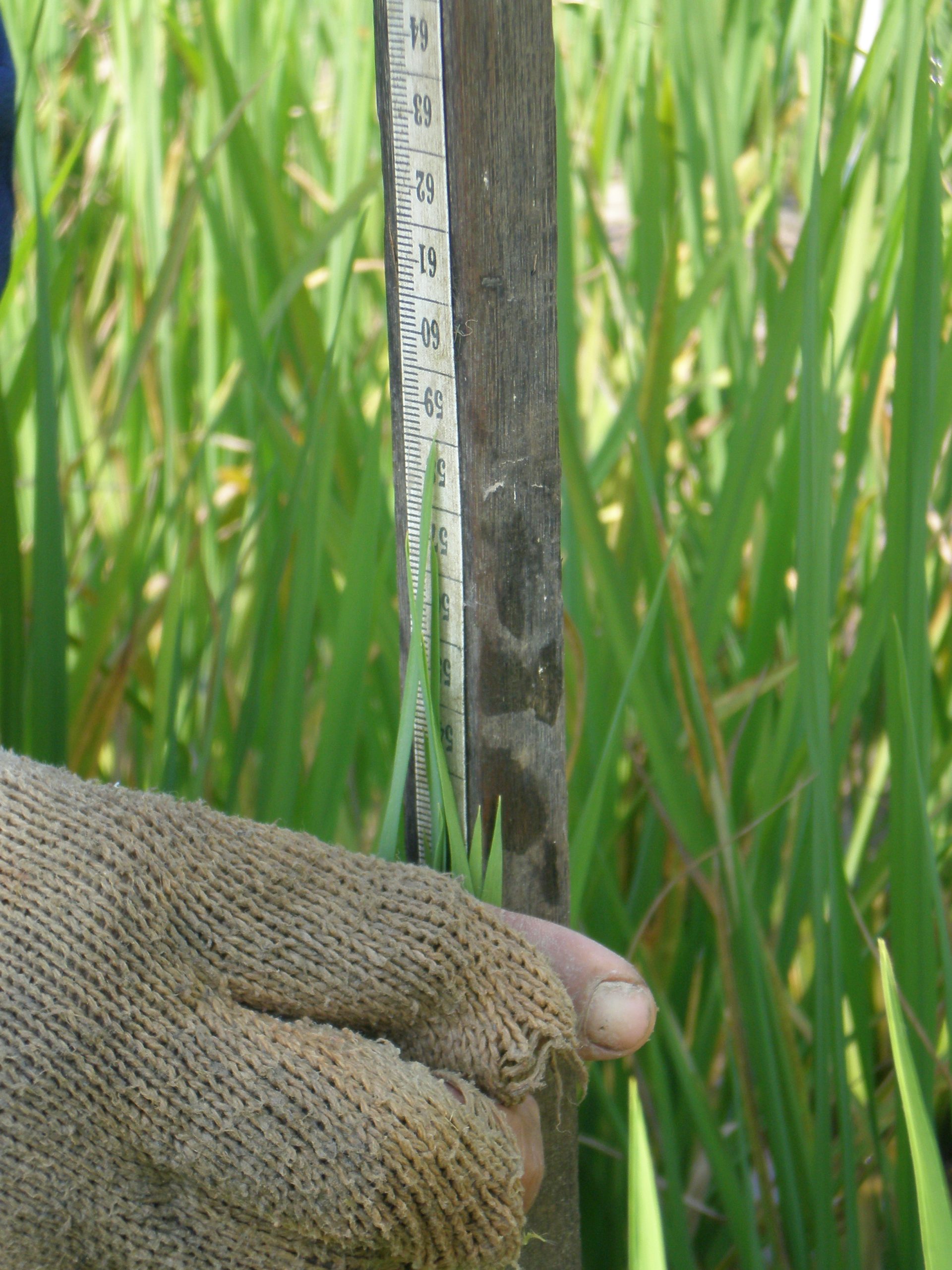 Demplot Padi Jawa Barat – Green planet