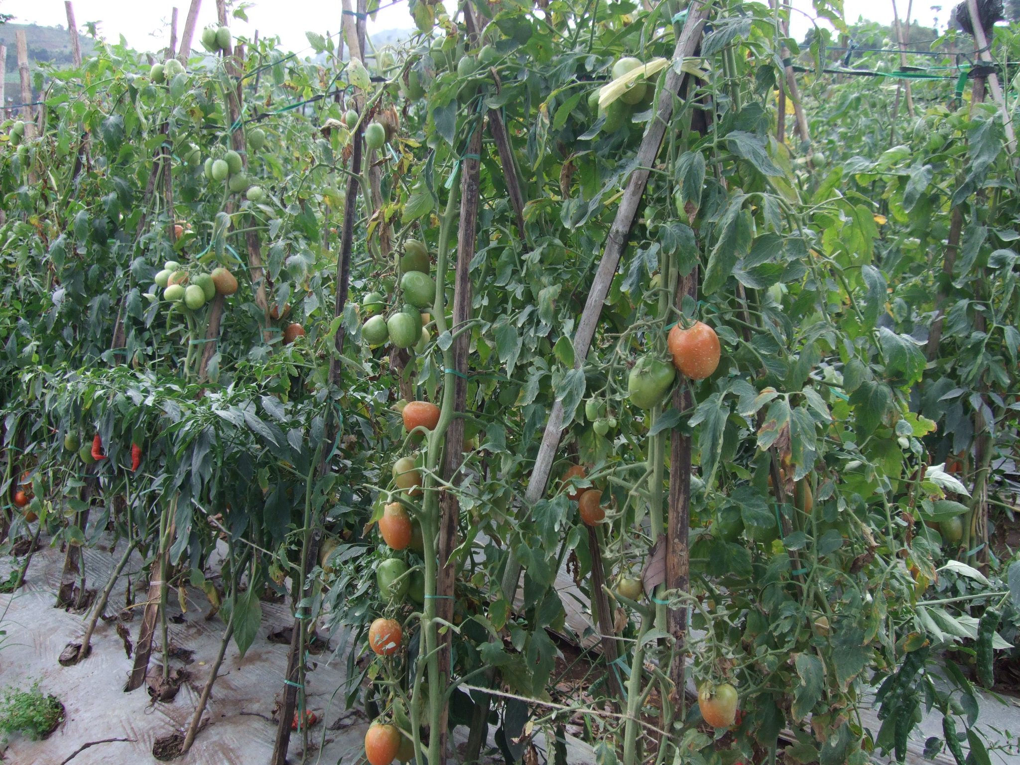 Demplot Tomat Cijapati – Green planet