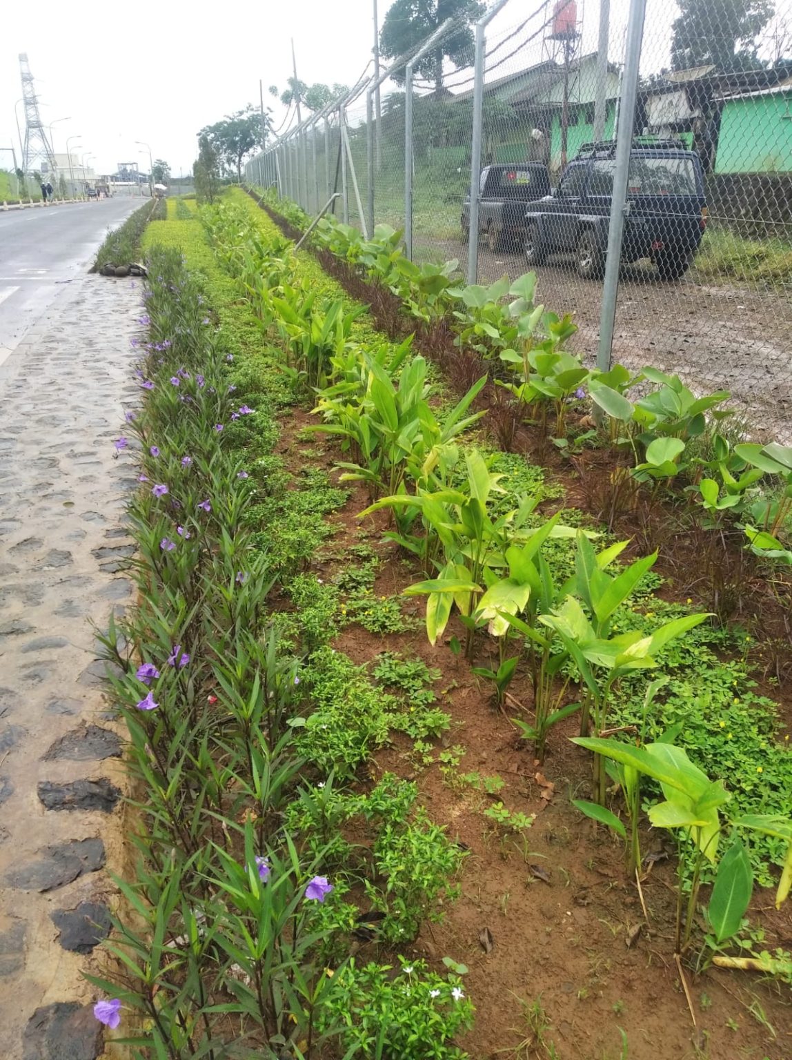 Kegiatan Proyek Landscape – Green planet